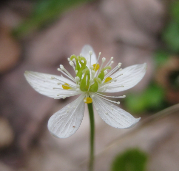 Wild Flowers of the White Pine - Detail View